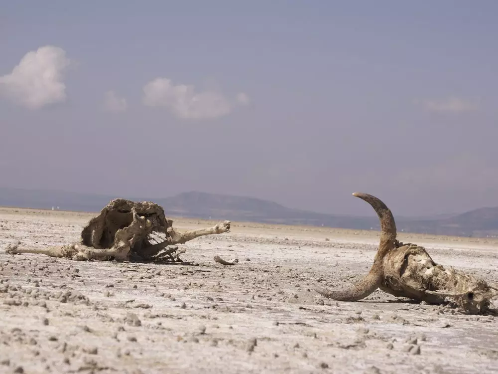 Klimaet endrer seg raskere enn dyr noen gang har utviklet seg