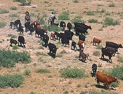 20110520090022cattle-herding_courtesy-usda_smaller.jpg