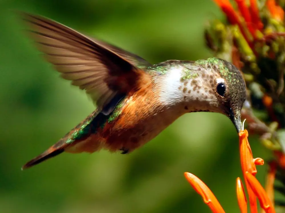 Rufous Humingbird pije iz cvijeta