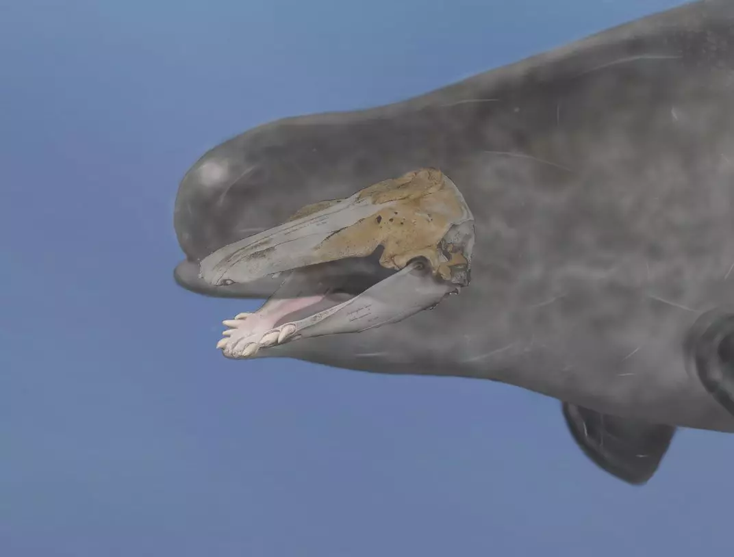 這只奇異的鯨魚是白鯨-獨角鯨的雜交種 26205_3