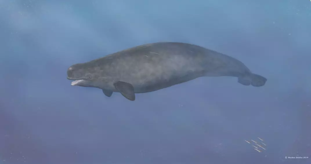 ဤထူးခြားသော ဝေလငါးသည် Beluga-Narwhal မျိုးစပ်သည်။ 26205_4