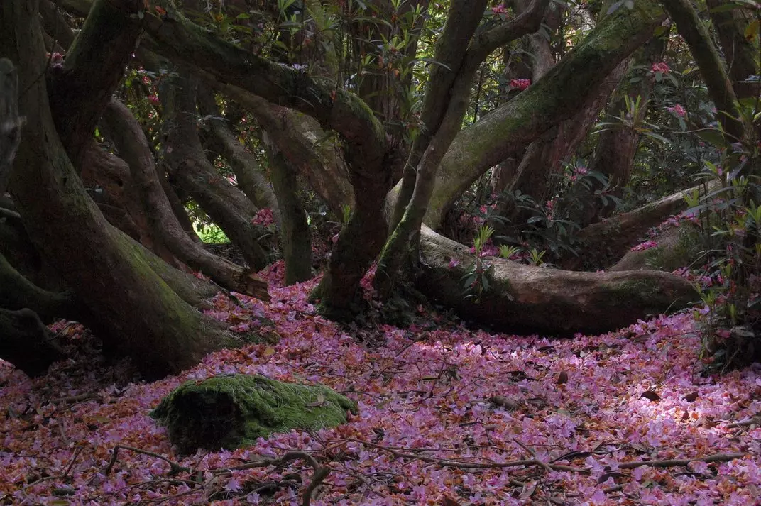 Entrez dans 12 des plus beaux jardins d'Angleterre 26215_38