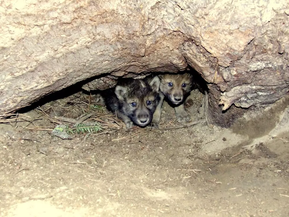 grey wolf pups