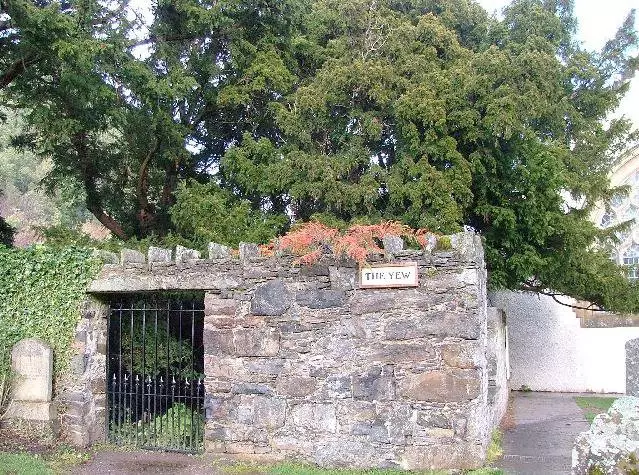 Fortiingall Yew