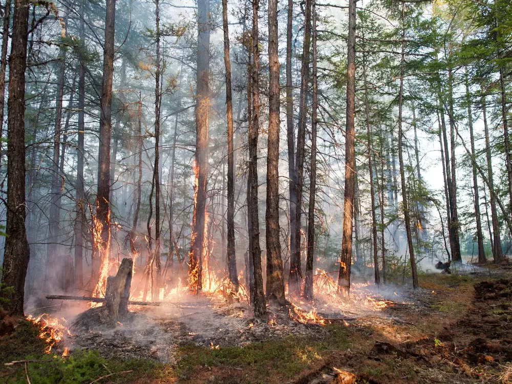 Bosbrand in Siberië