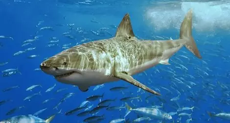 Des chercheurs travaillent sur une "pilule réfrigérante" pour les requins