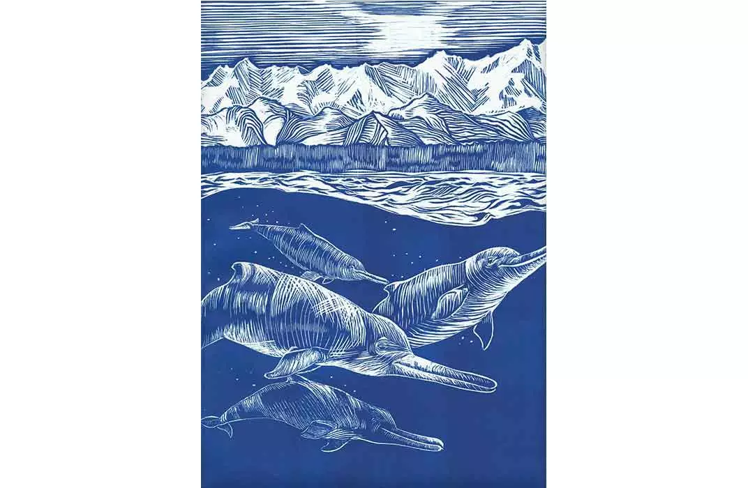 Истражувачите од Смитсонијан открија изумрен, древен фосил на делфин на реката што се крие во нивните сопствени колекции