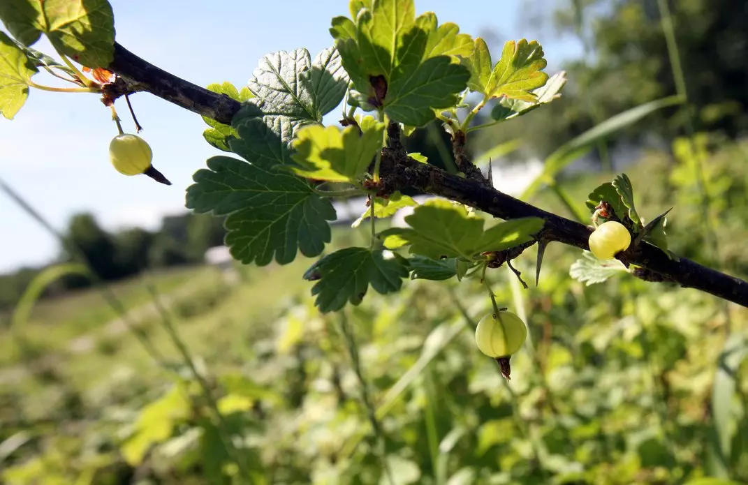 Move Over, Community Gardens: Ang mga Nakakain na Kagubatan ay Umuusbong sa Buong America