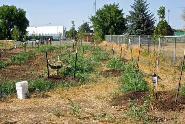 Költözz át, Community Gardens: ehető erdők sarjadnak szerte Amerikában