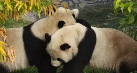 Sheba li-panda tsa National Zoo tse sa tsoa kenngoa hape 'me u shebelle Mei Xiang le Tian Tian nako efe kapa efe ea letsatsi.