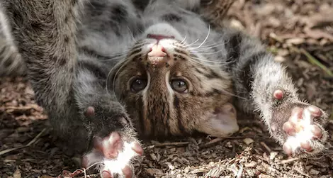 Posjetioci sada mogu uživati u ludorijama tromjesečnih mačića ribarskih mačaka Zoološkog vrta.