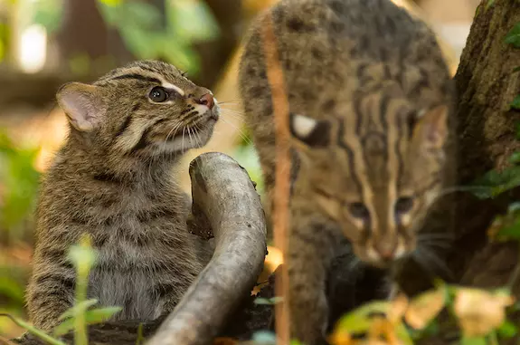 Mačke za pecanje povećavaju slatki faktor Zoološkog vrta