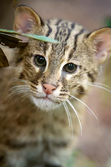 Con mèo câu cá thể hiện yếu tố dễ thương của vườn bách thú