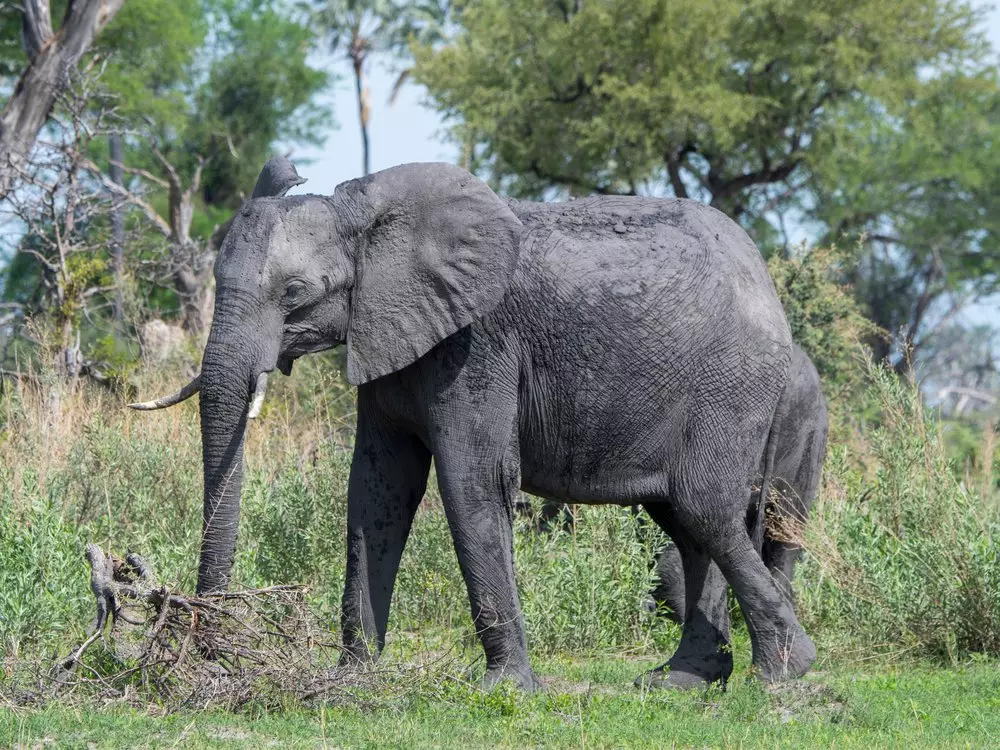 Yon elefan nan sidès Okavango Delta, Botswana nan 2019
