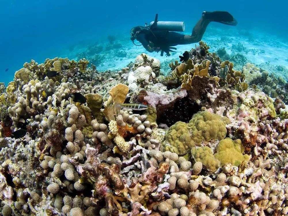 Buceo en México