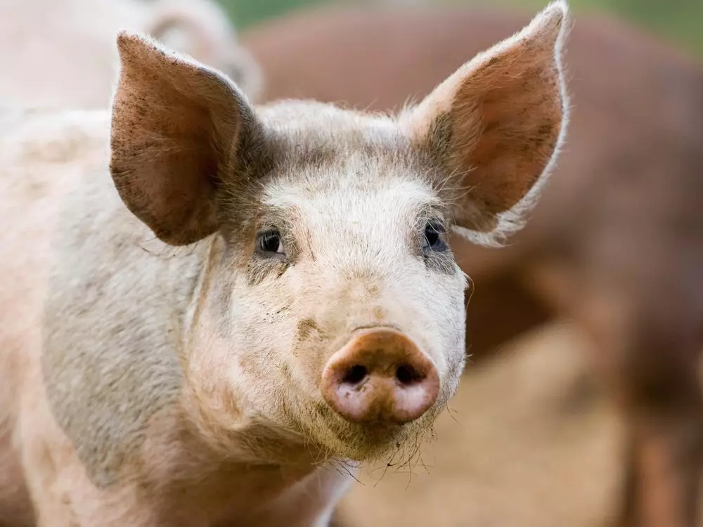 Kako je normansko osvajanje promijenilo englesku kuhinju?