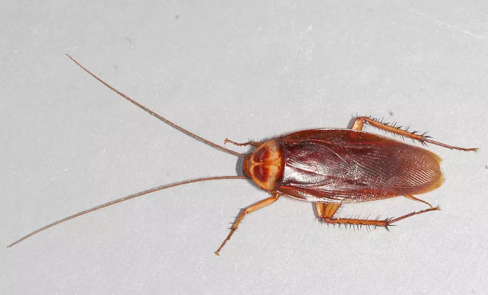 Look Out New Yorkers: Hot Weather Makes Roaches Take to the Skies