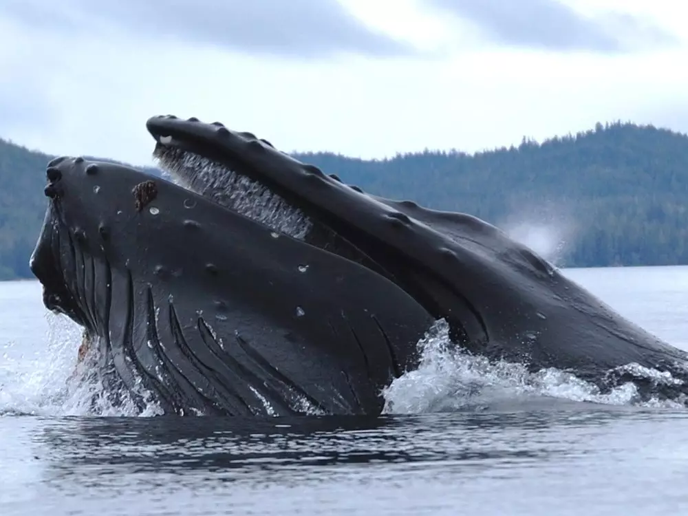 Seekor paus bungkuk muncul kembali dari laut