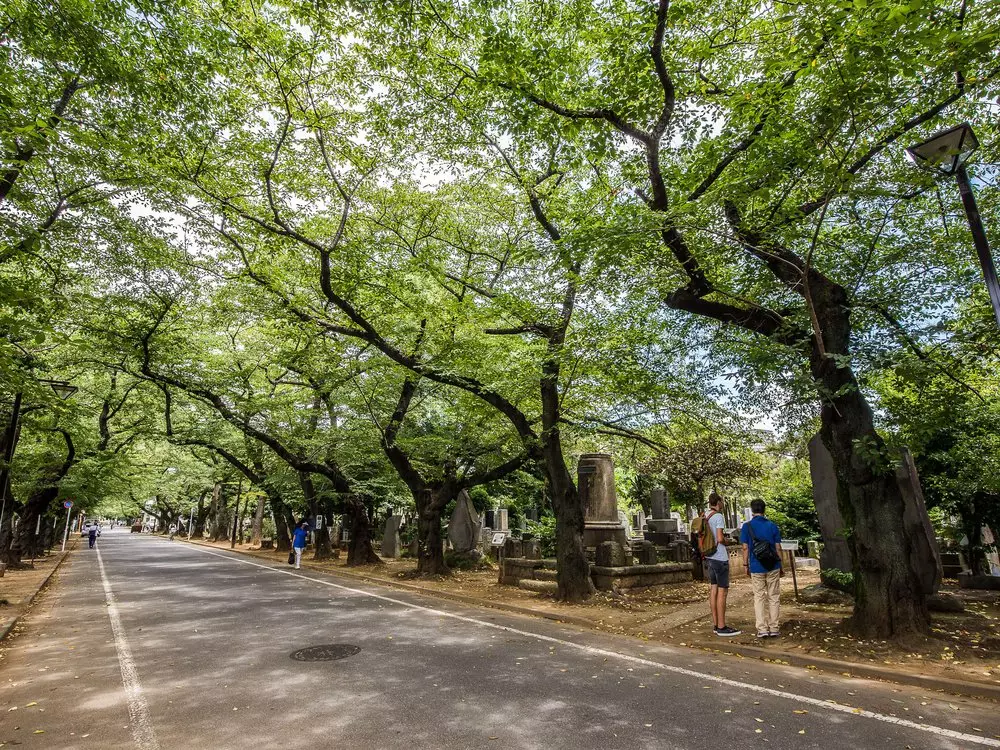 สุสานยานากะ - สุสานกว้างใหญ่รอบๆ วัดเทนโนจิเป็นจุดโปรดในการชมดอกซากุระในเดือนเมษายนและการชมใบเมเปิลในเดือนพฤศจิกายน