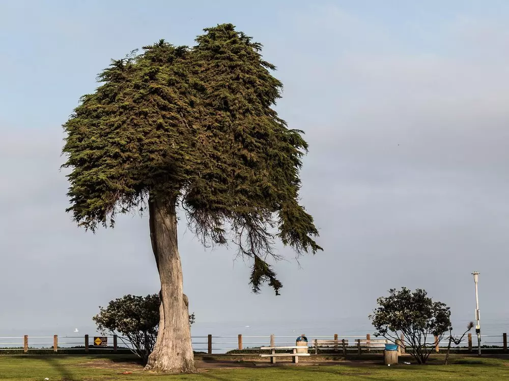 Loraxový strom