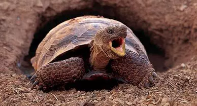 Pustinjska kornjača (koja izlazi iz svoje jazbine) može koristiti istu jazbinu dugi niz godina