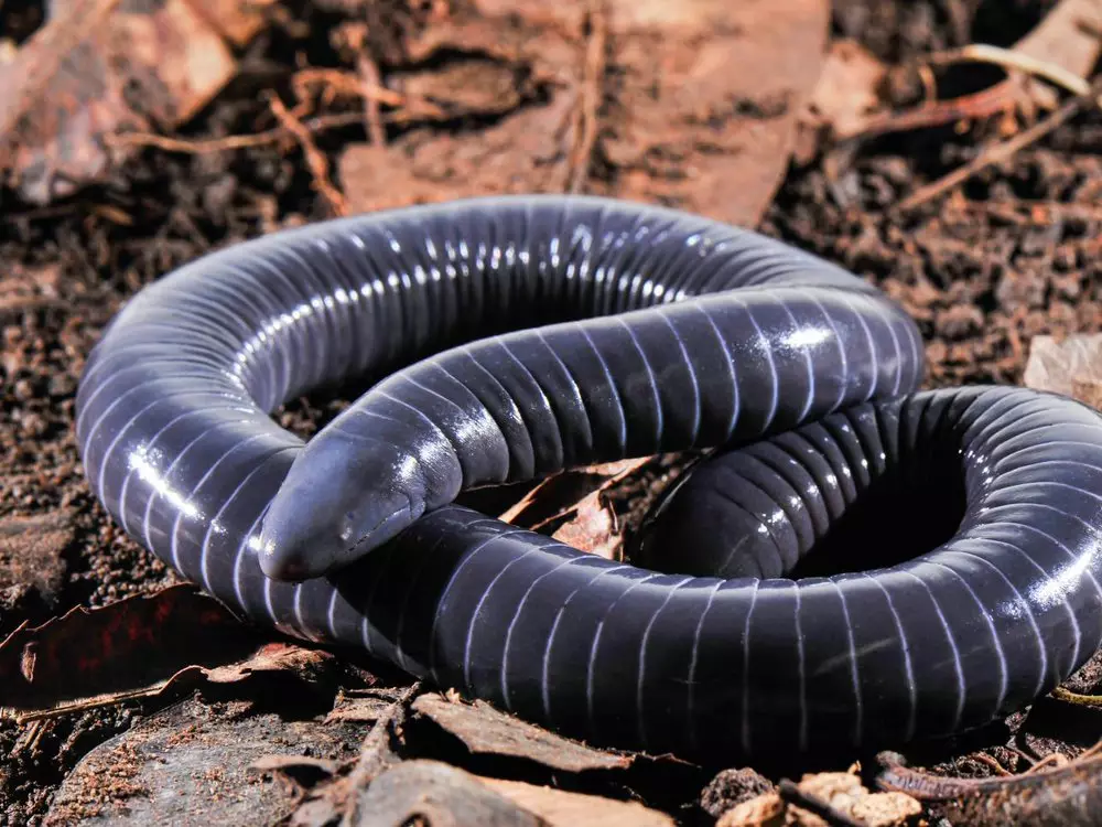 Caecilian