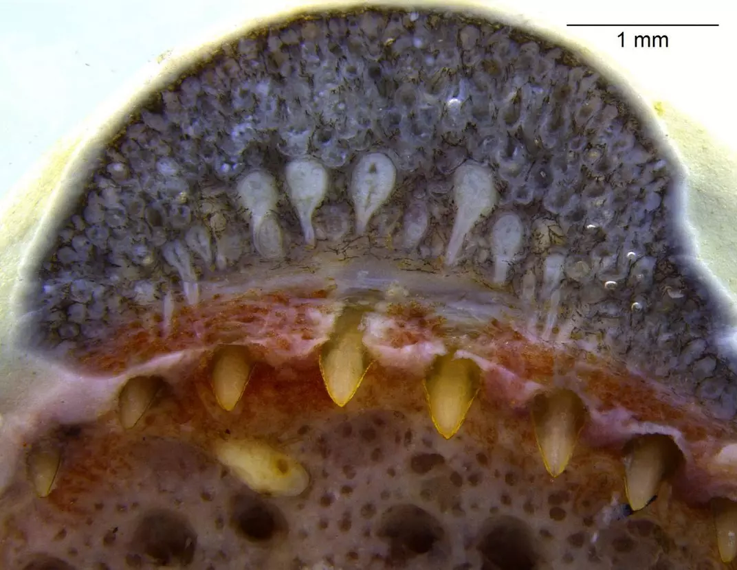 Glandele dentare ceciliene