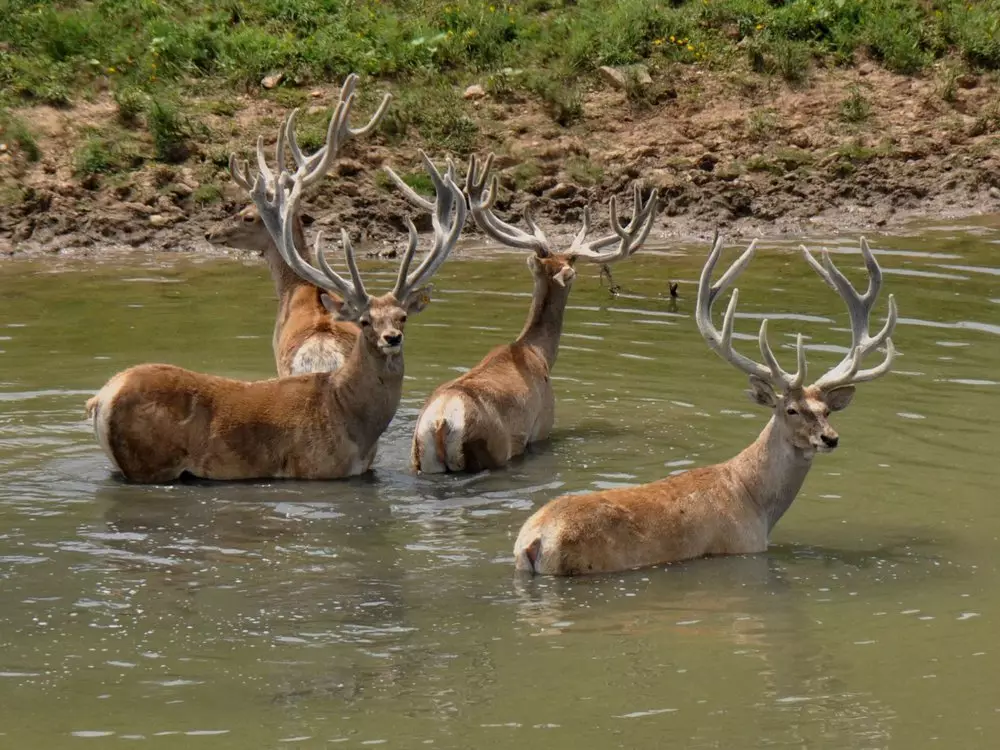 Deer Afgan ti o ṣọwọn farada Awọn ogun nla meji, jẹ Olugbala Gbẹhin