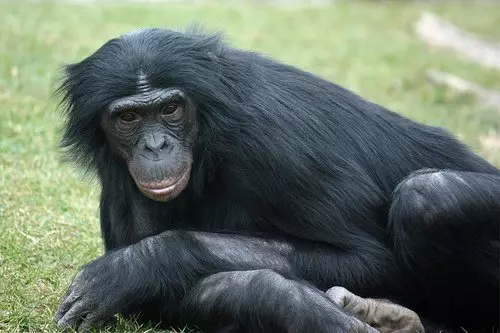 Οι Bonobo λένε μεταξύ τους πού να βρουν τα νόστιμα φαγητά