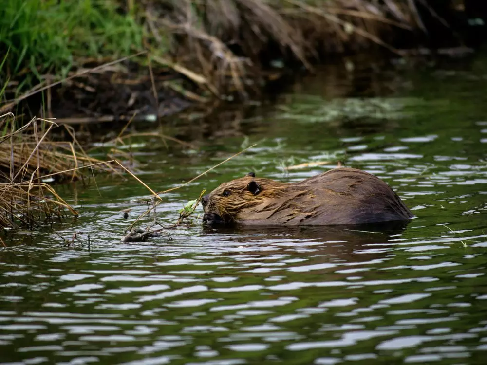 Beavers در حال تسریع تغییرات آب و هوایی در آلاسکا هستند