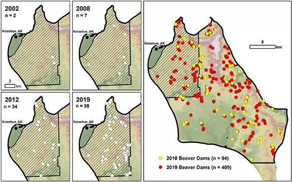 Os castores estão acelerando as mudanças climáticas no Alasca 26430_3