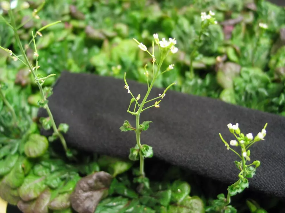 Thale Cress