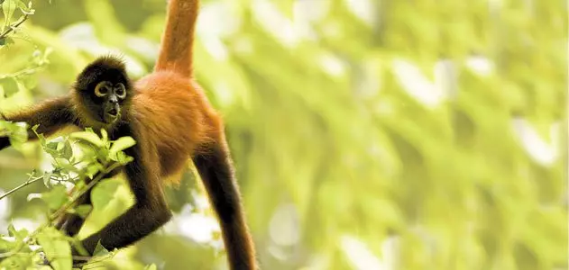 Wild Things: Spider Monkeys, Fire Ants, Hagfish and More...