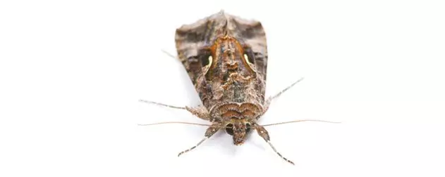 රිදී Y Moth