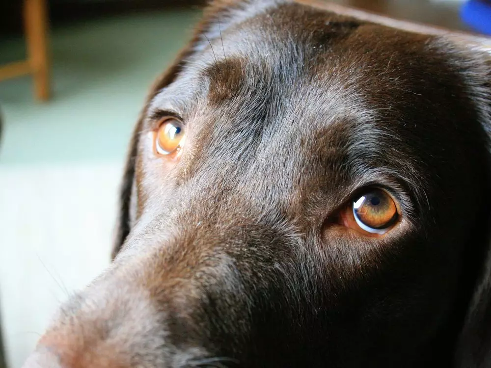 Μάτια Puppy Dog