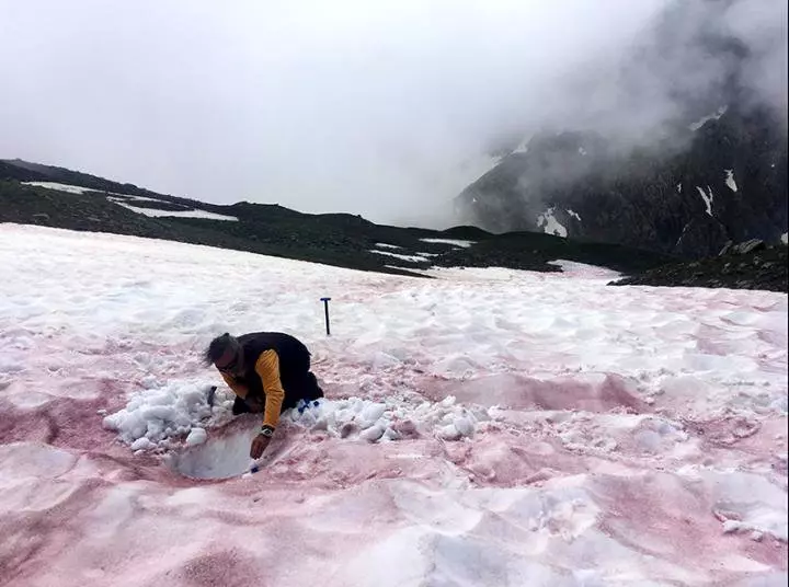 Lo que la 'sangre del glaciar' en los Alpes franceses les dice a los científicos sobre el cambio climático en las elevaciones altas