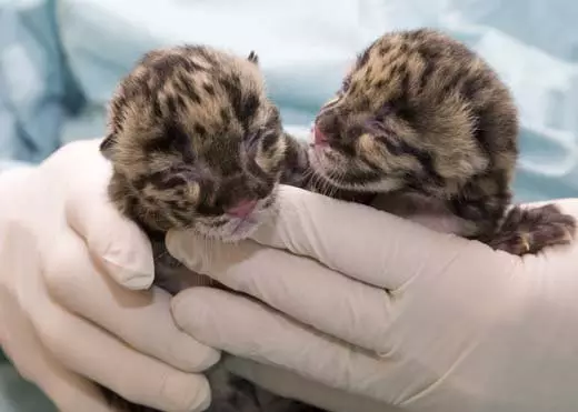 Clouded Leopard Cubs Yug ntawm Zoo's Research Facility