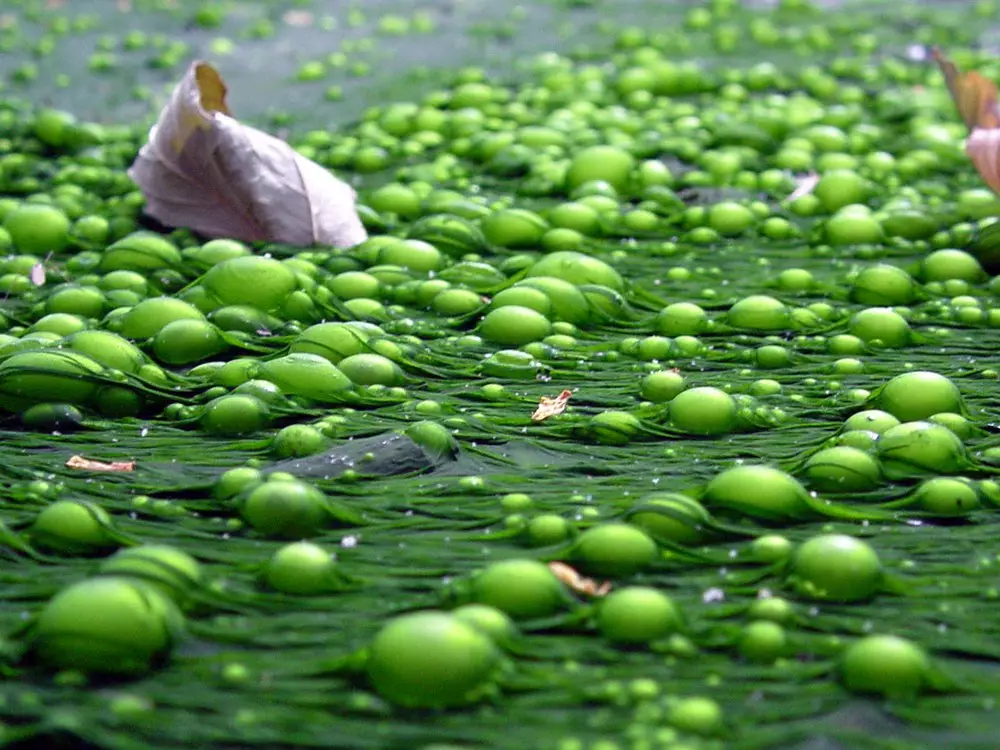 Algae