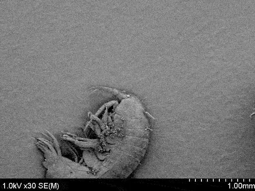 Microscopio electrónico se acerca y encuentra vida en vida en vida