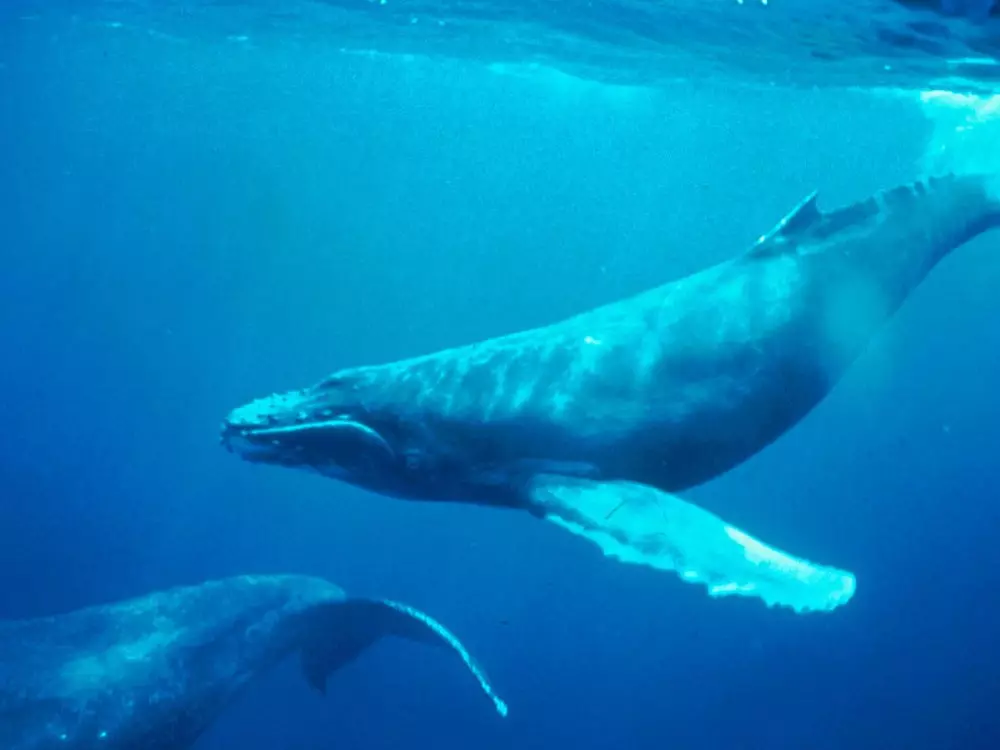 20110520102327humpback_b.jpg