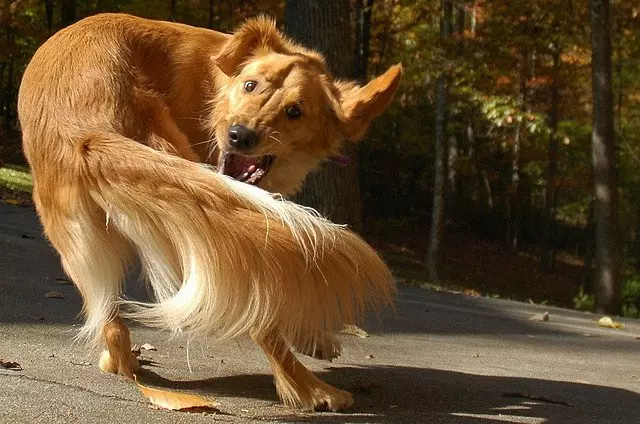 尻尾を追いかける犬はOCDを持った人間に似ています