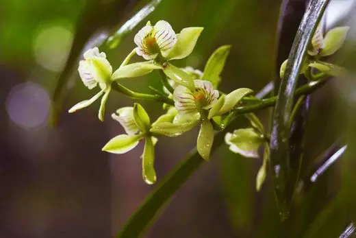 එල් මිරඩෝර්, මායාවරුන්ගේ නැතිවූ නගරය 26526_4