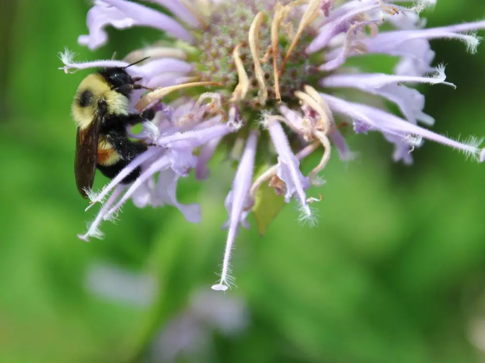 Rusty_Patched_Bumble_Bee_on_Wild_Bergamot_(28626833097).jpg