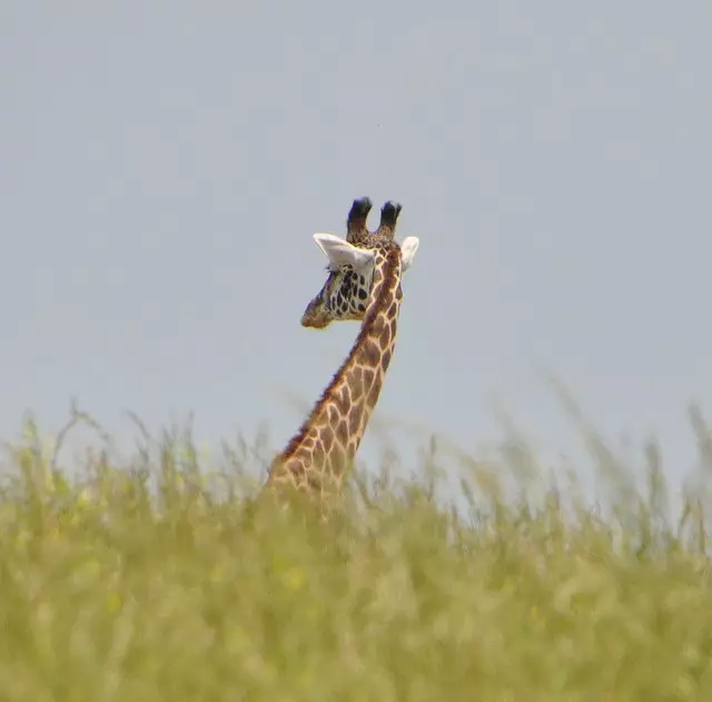 20120822095008jiraffe.jpg