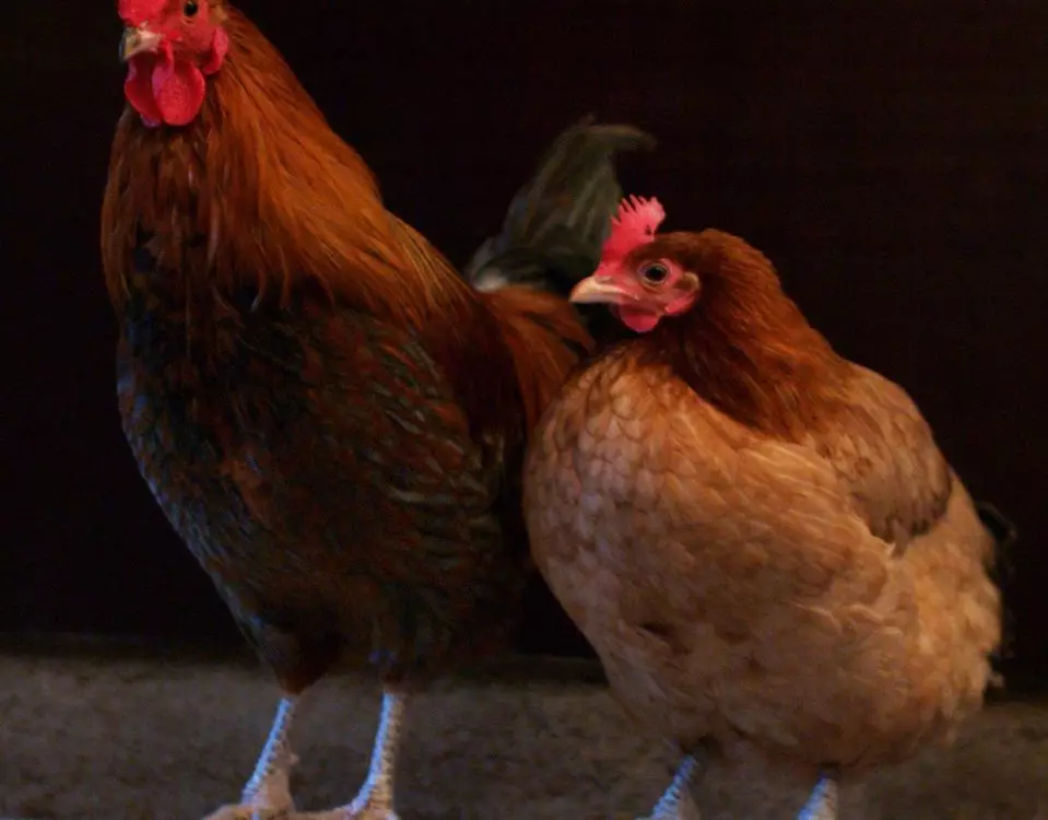 Un gall i una gallina posant-se junts