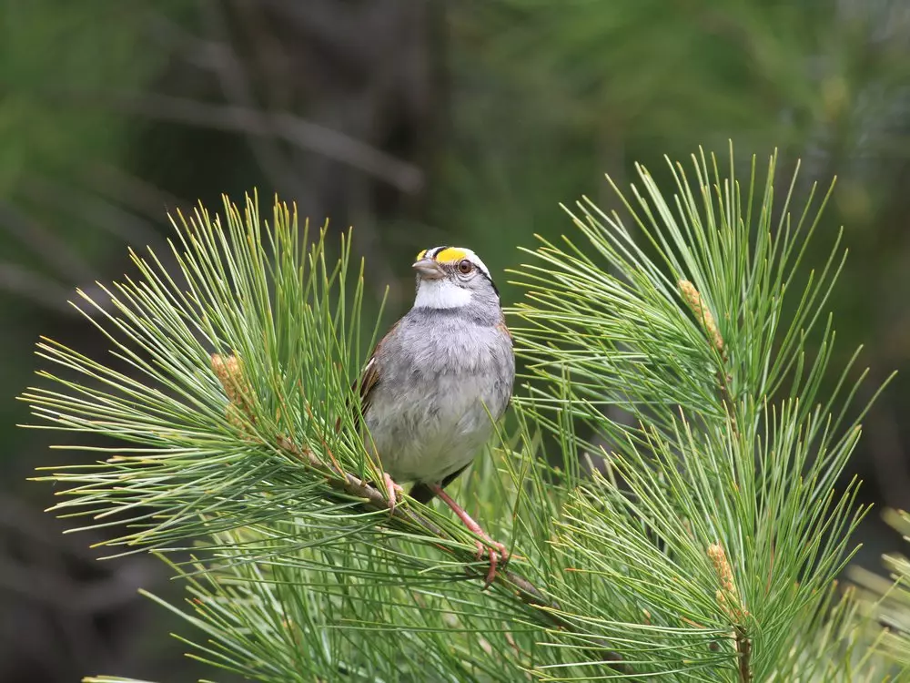 Burung Pipit Tekak Putih