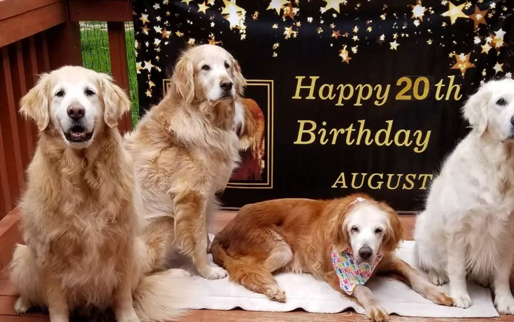 Coñece a Augie, o Golden Retriever de 20 anos que quizais acabase de establecer un récord de idade