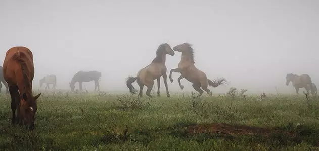Cavalls rescatats