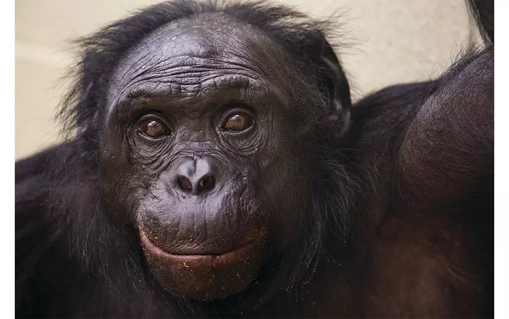 Bonobos ສອນຫຍັງພວກເຮົາກ່ຽວກັບລັກສະນະຂອງພາສາ?