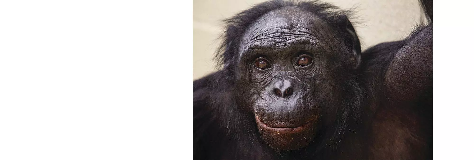 Czego bonobo mogą nas nauczyć o naturze języka? 26570_1